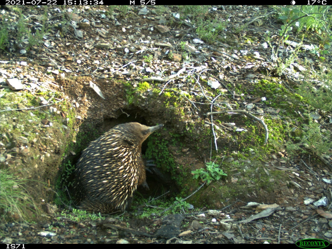 12 fascinating facts about wombats | WWF Australia