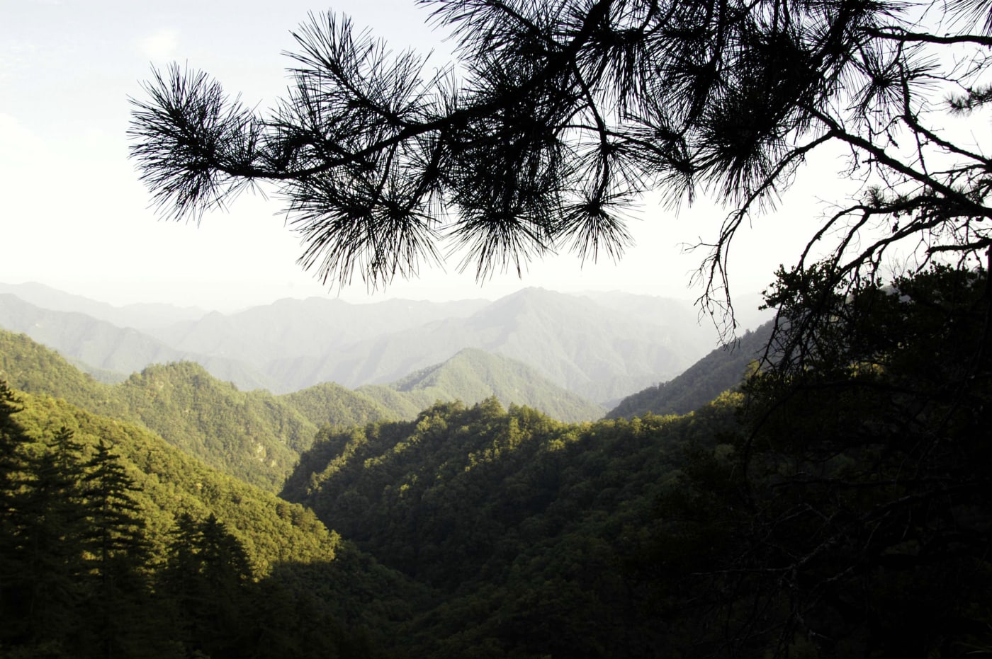 Giant panda | WWF Australia