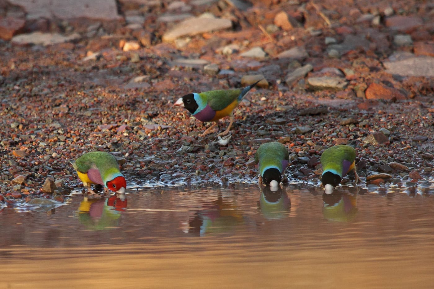 Gouldian finch - WWF-Australia | Gouldian finch | WWF Australia