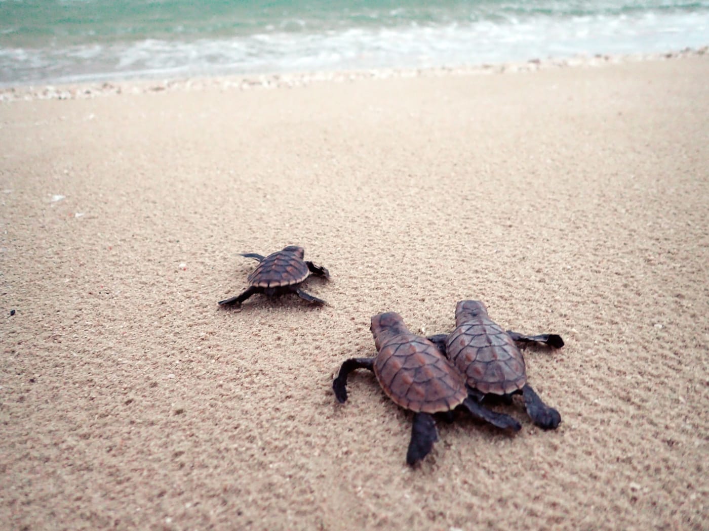 Turtles Endangered - Adopt a Turtle - Tax Deductible - WWF-Australia ...