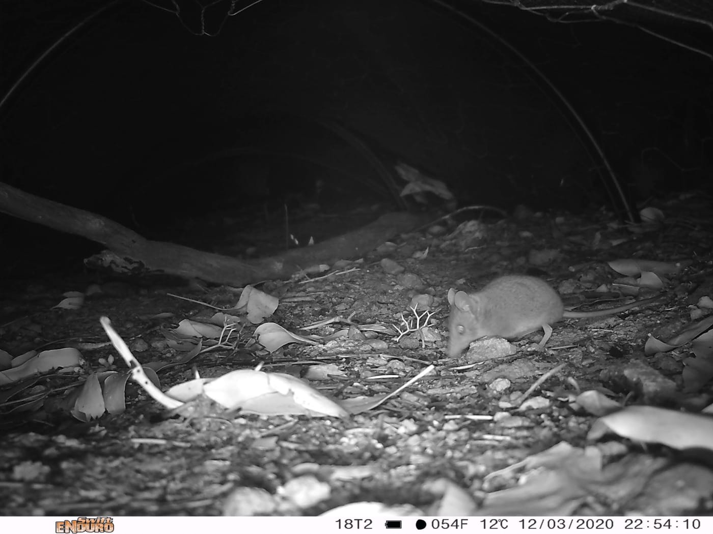 Critically endangered dunnarts discovered at new site on bushfire ...