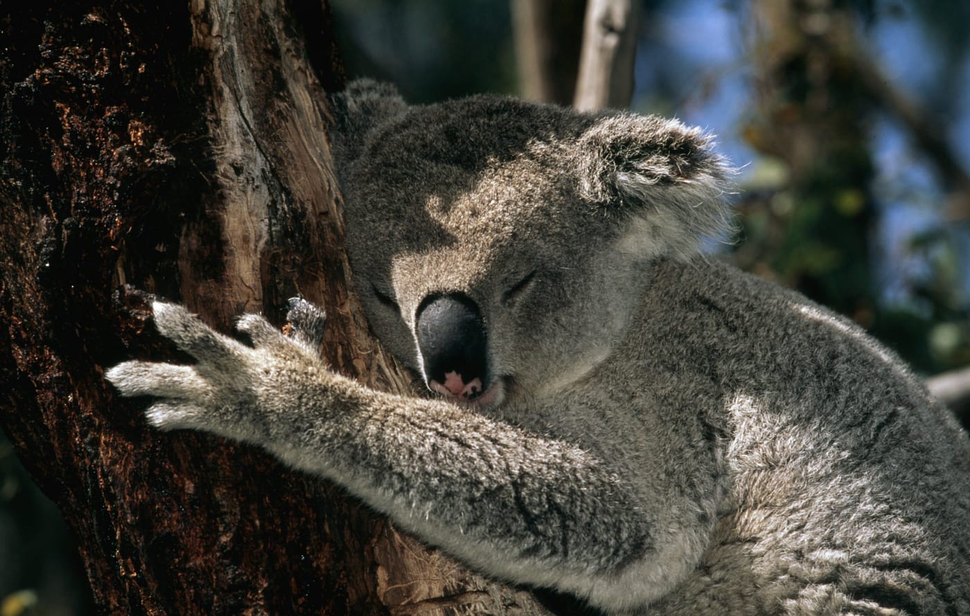 Koala - WWF-Australia | Koala | WWF Australia