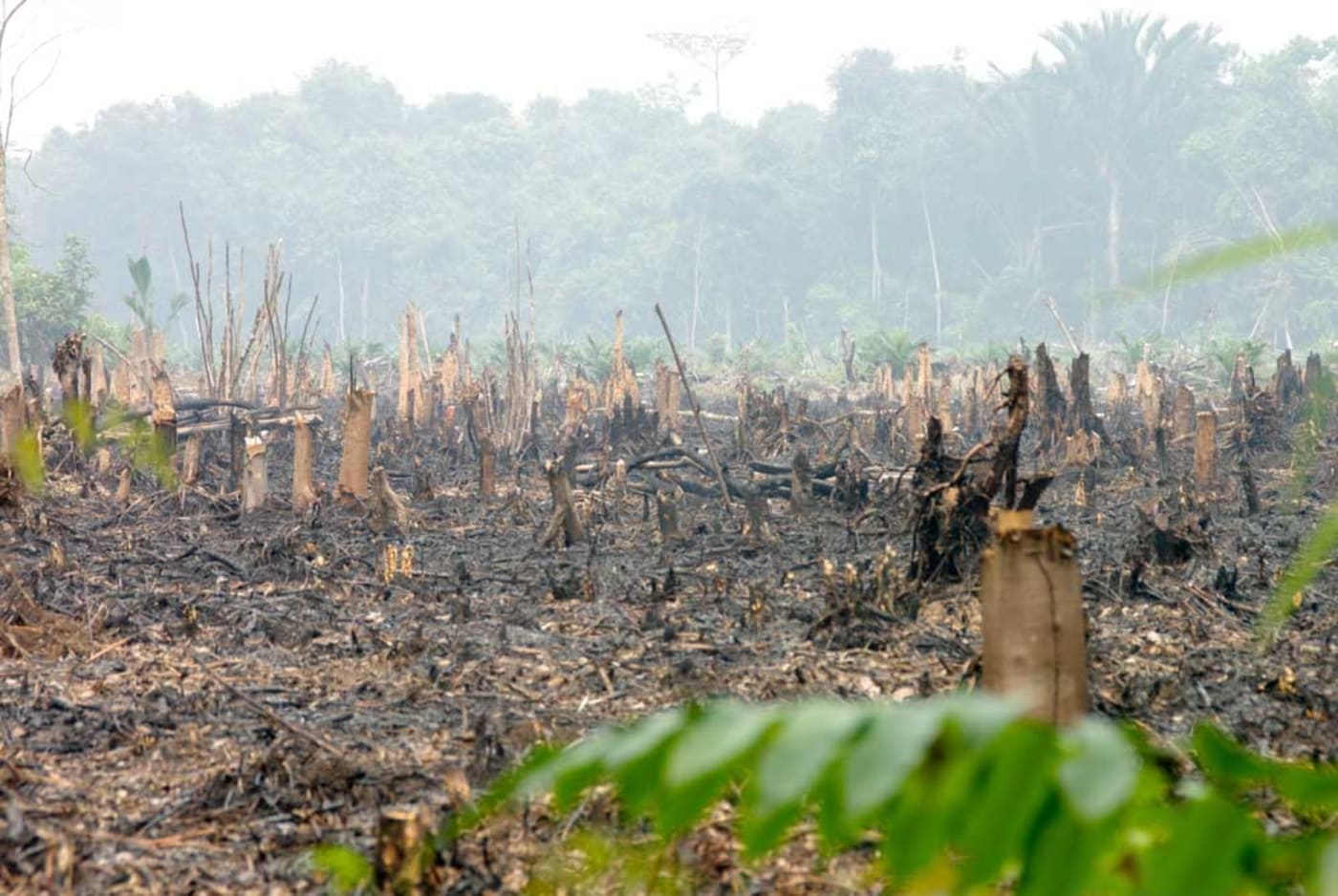 Food | Food | WWF Australia