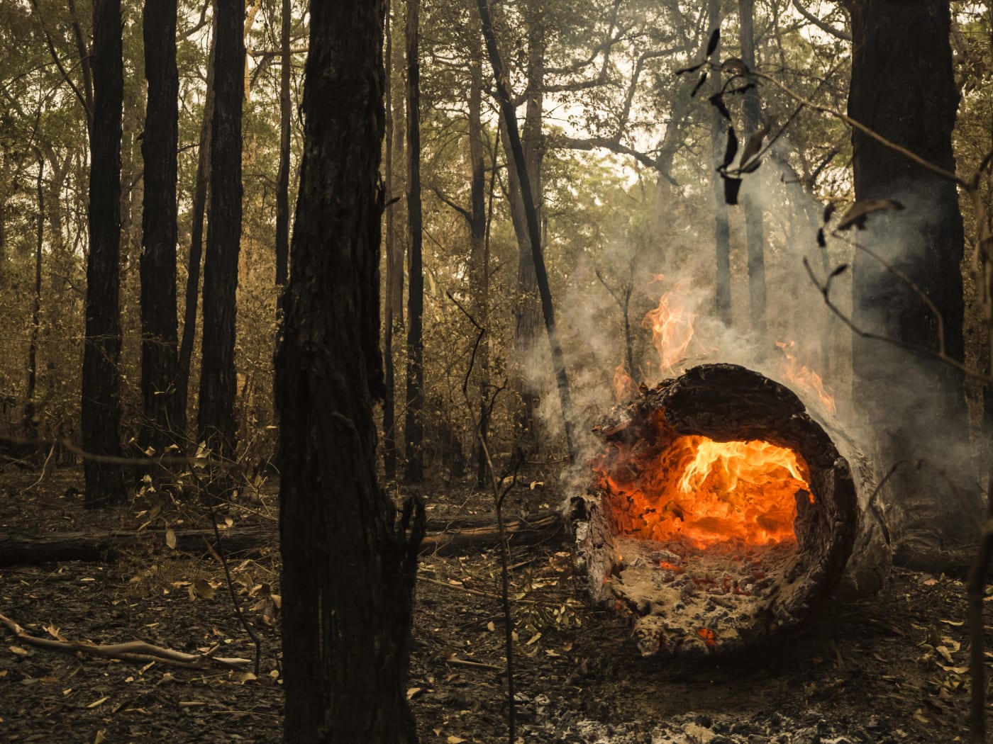 Climate ready restoration | WWF Australia