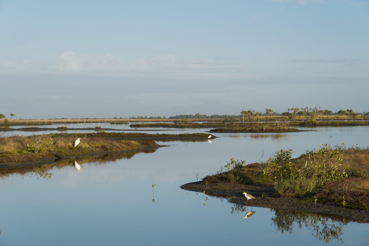 Hexham swamp: the safety valve of the lower Hunter | Hexham swamp: the ...
