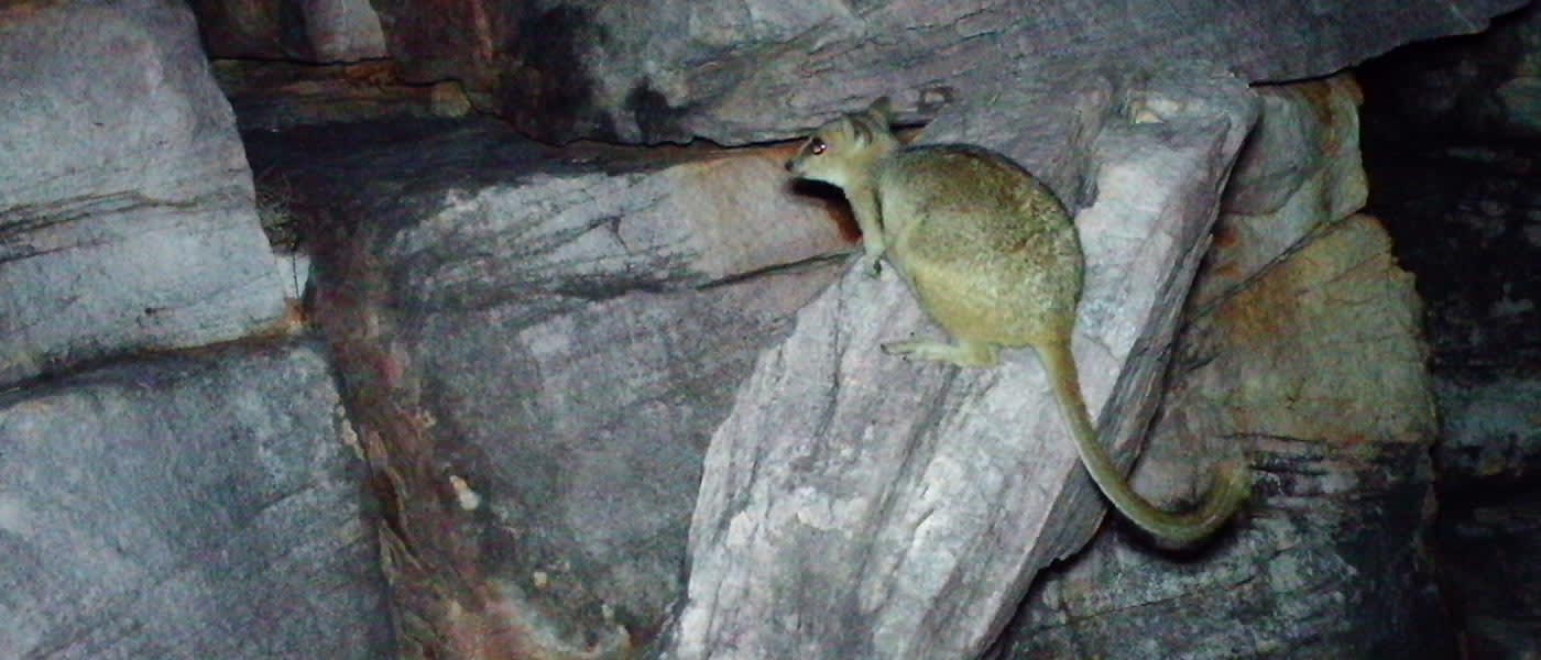 Searching for wallabies in the Kimberley - WWF-Australia | Searching ...