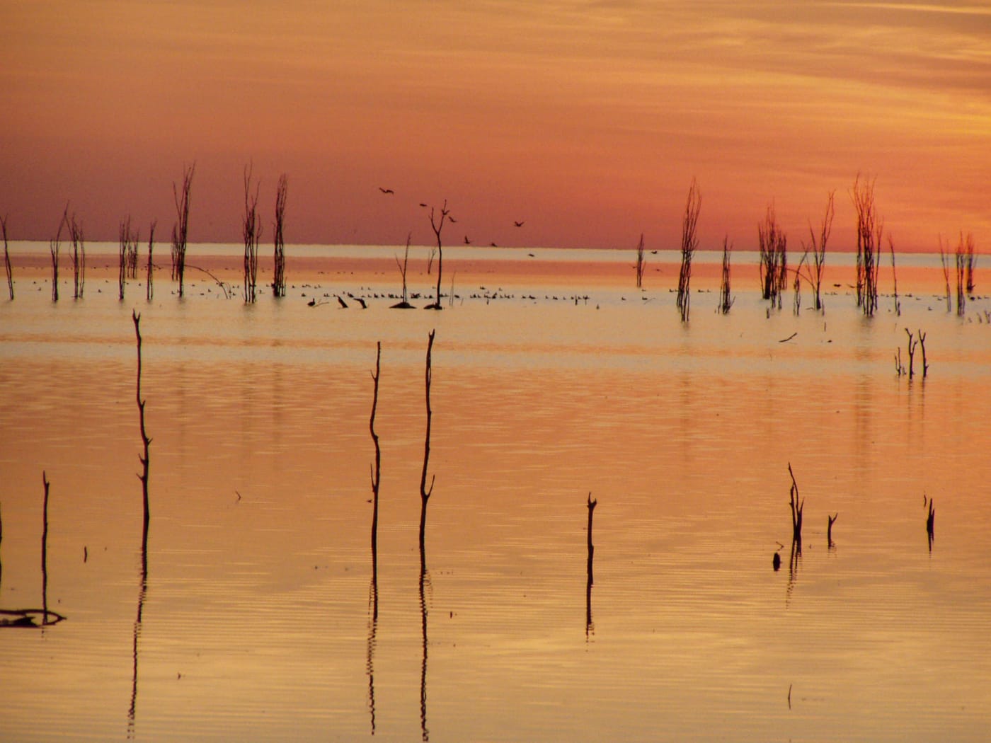 Hexham swamp: the safety valve of the lower Hunter | Hexham swamp: the ...