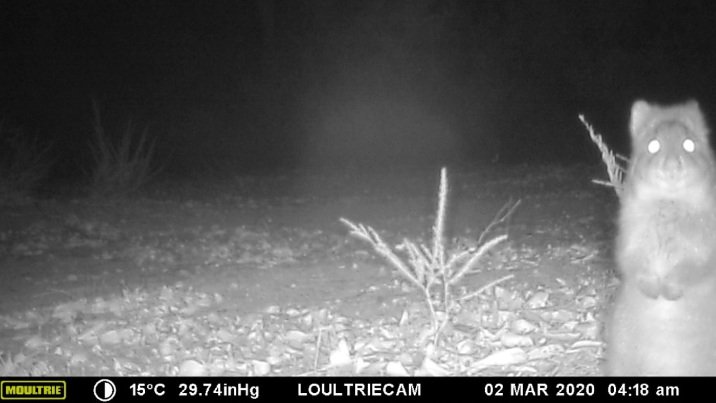 Quokka research shows bushfire recovery takes time | Quokka research ...