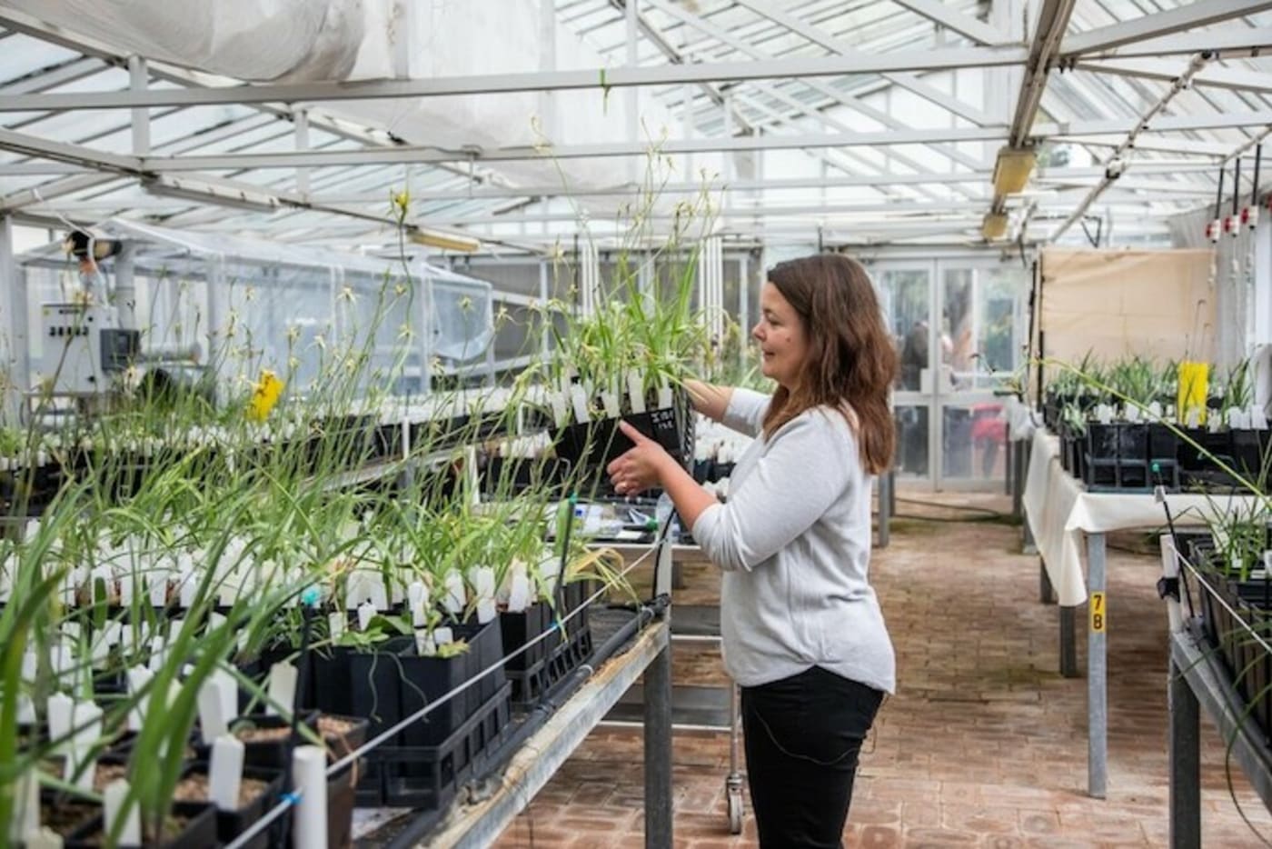 Protecting Australia's wildflowers through seedbanking | Protecting ... Protecting Australia's wildflowers through seedbanking | Protecting ...