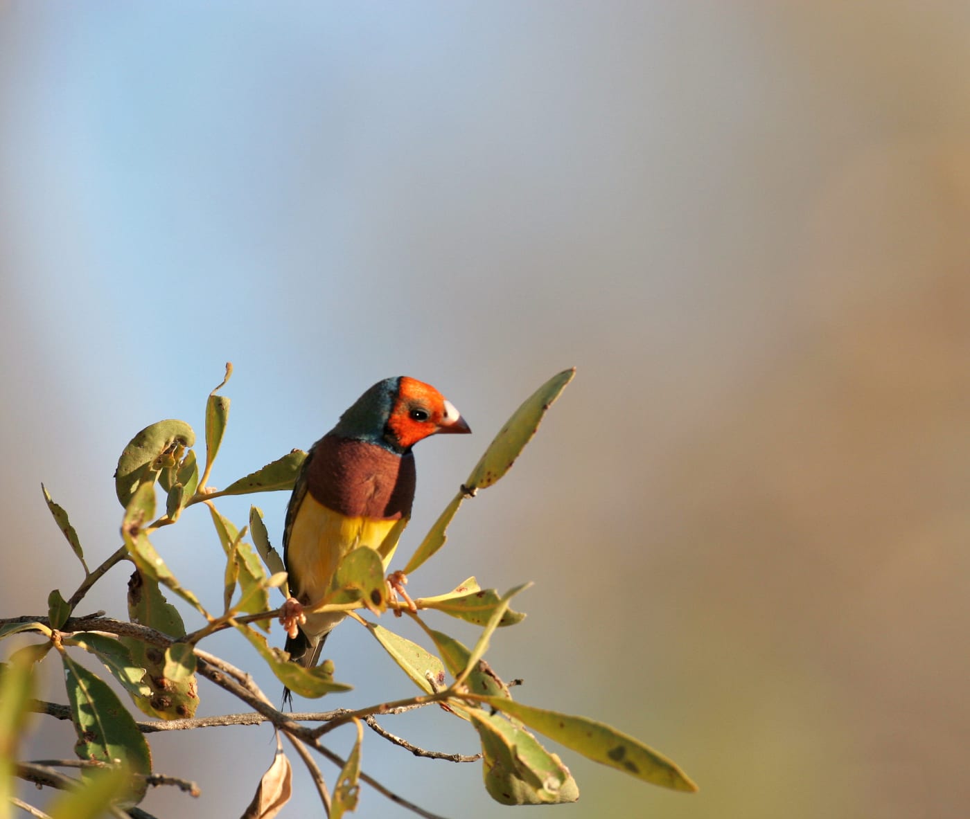 Gouldian finch - WWF-Australia | Gouldian finch | WWF Australia