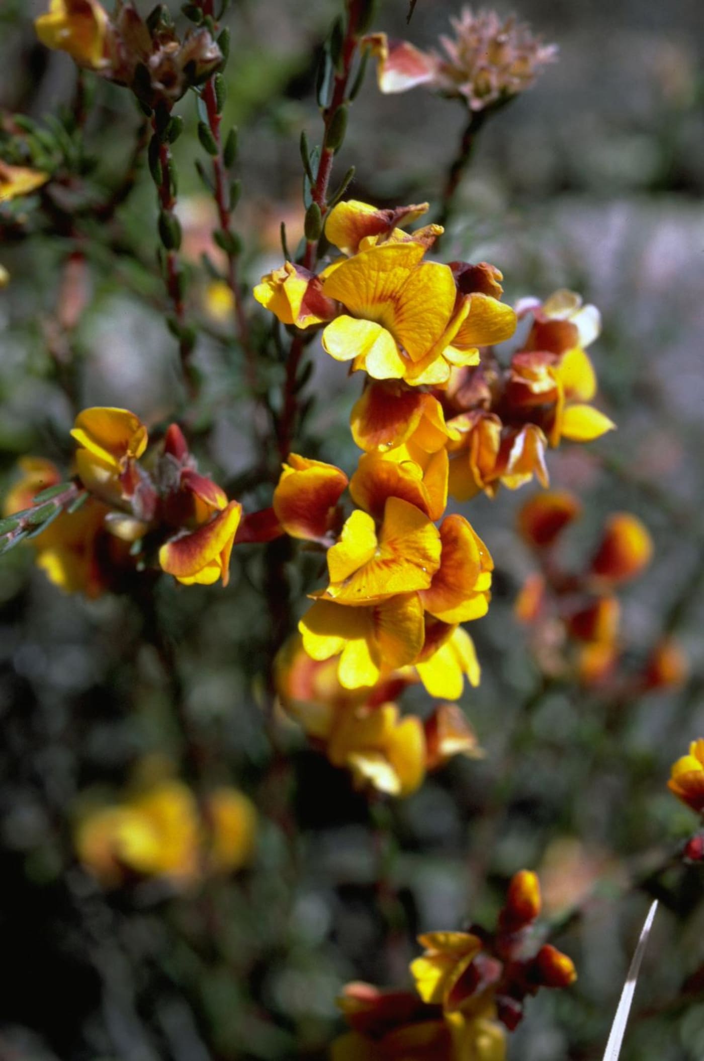 Search finds rare subalpine plants survived Australia’s bushfires ...