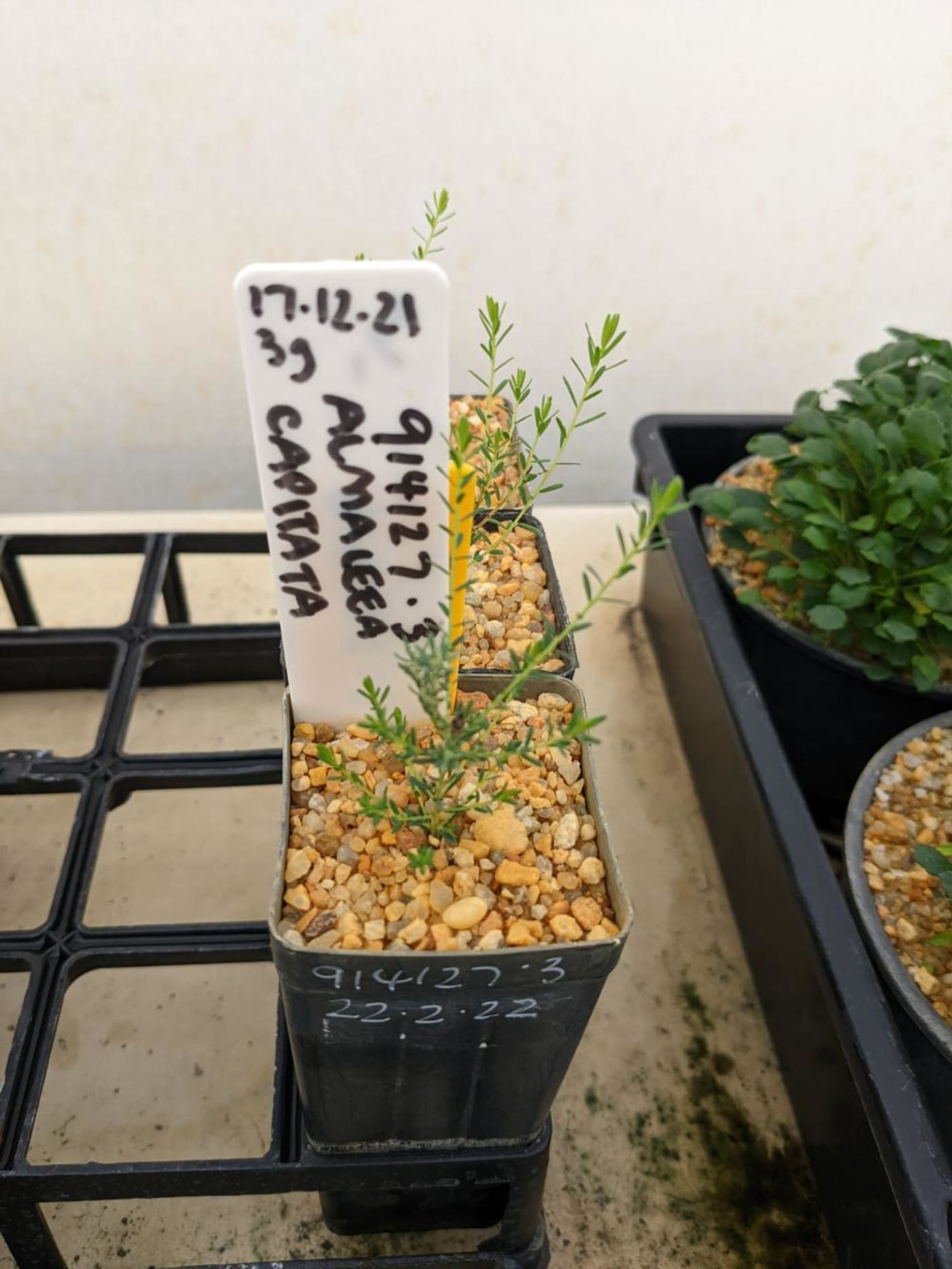 Search finds rare subalpine plants survived Australia’s bushfires ...