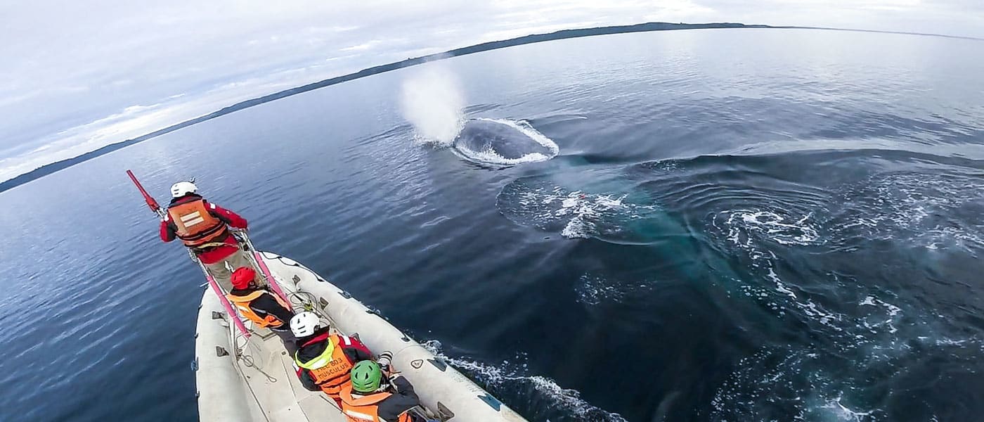 Blue whale | WWF Australia