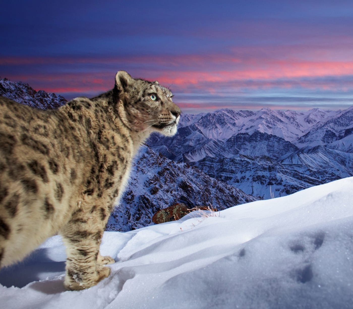 Amazing images of snow leopards caught on camera in India. | WWF Australia