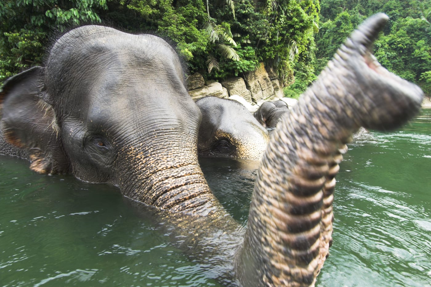 Asian Elephant - WWF-Australia | Asian elephant | WWF Australia