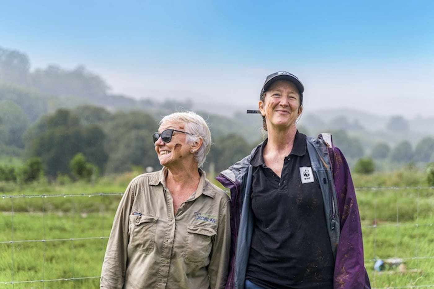 How planting trees can save koalas | How planting trees can save koalas ...