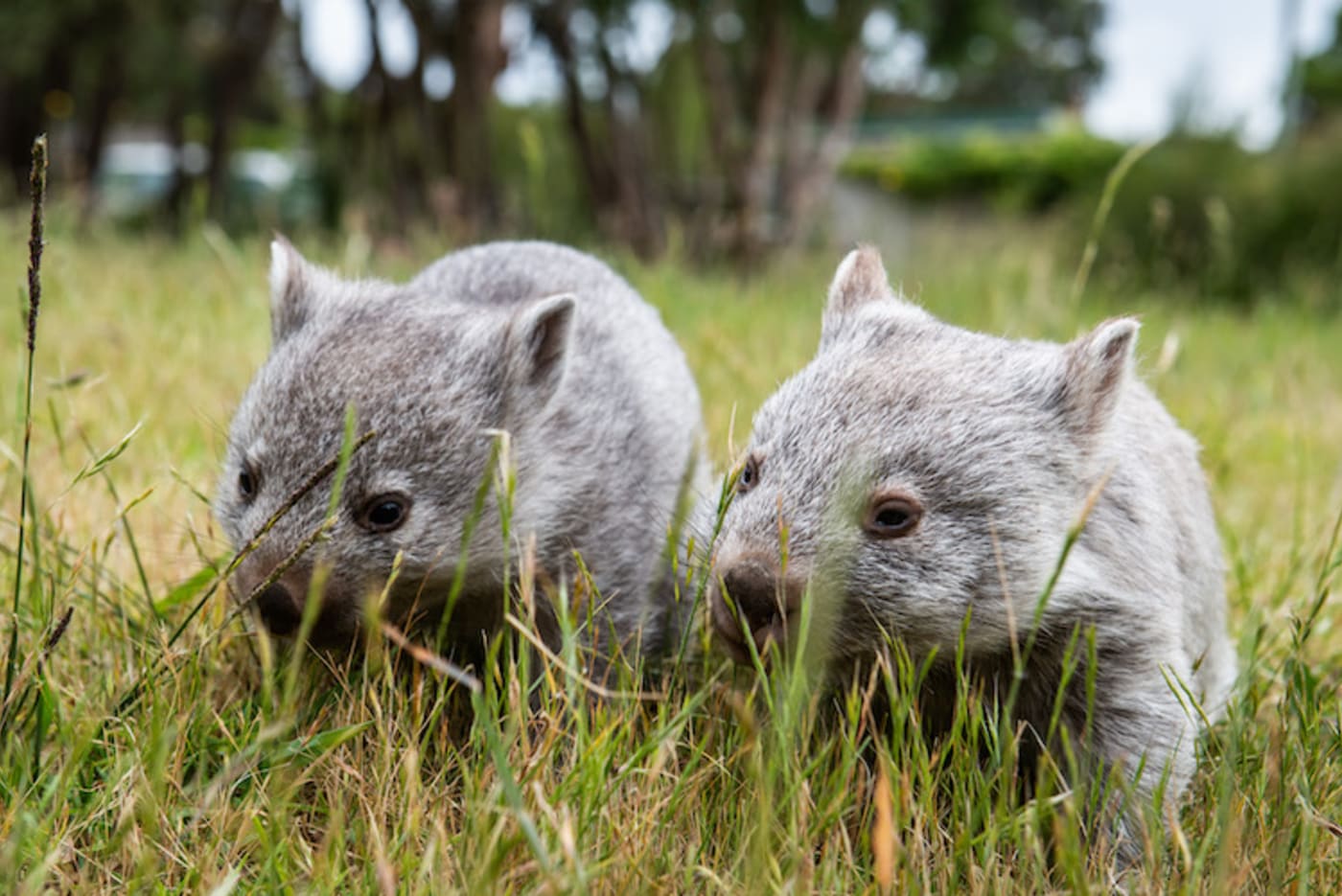 Wins for nature in 2022; thanks to you | WWF-Australia | Wins for ...