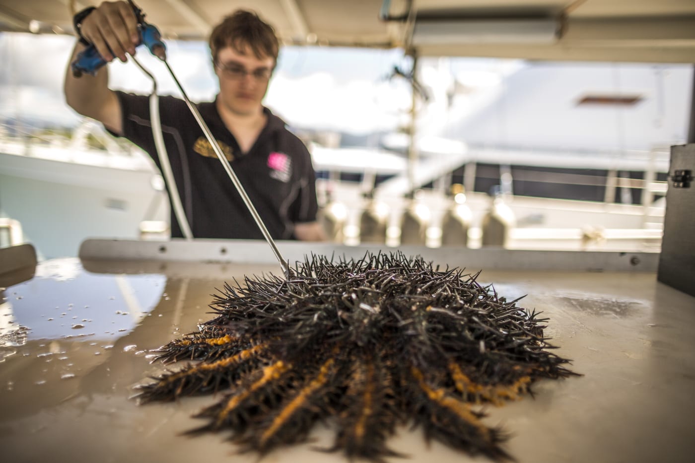 Coral bleaching on the Reef | WWF Australia
