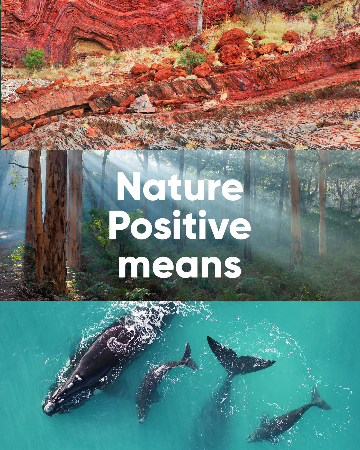 Add Your Voice for a Nature Positive Future | WWF Australia