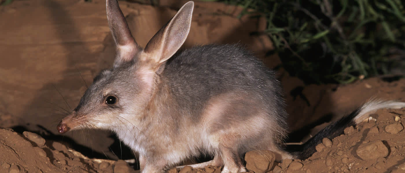 5 of the many culturally-significant animals you can discover in the My ...