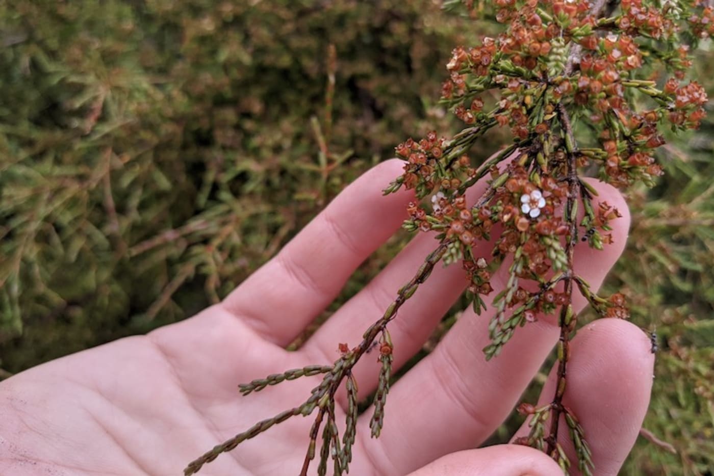 The Art of Finding Flora - A day in-the-field for the Survive and ...