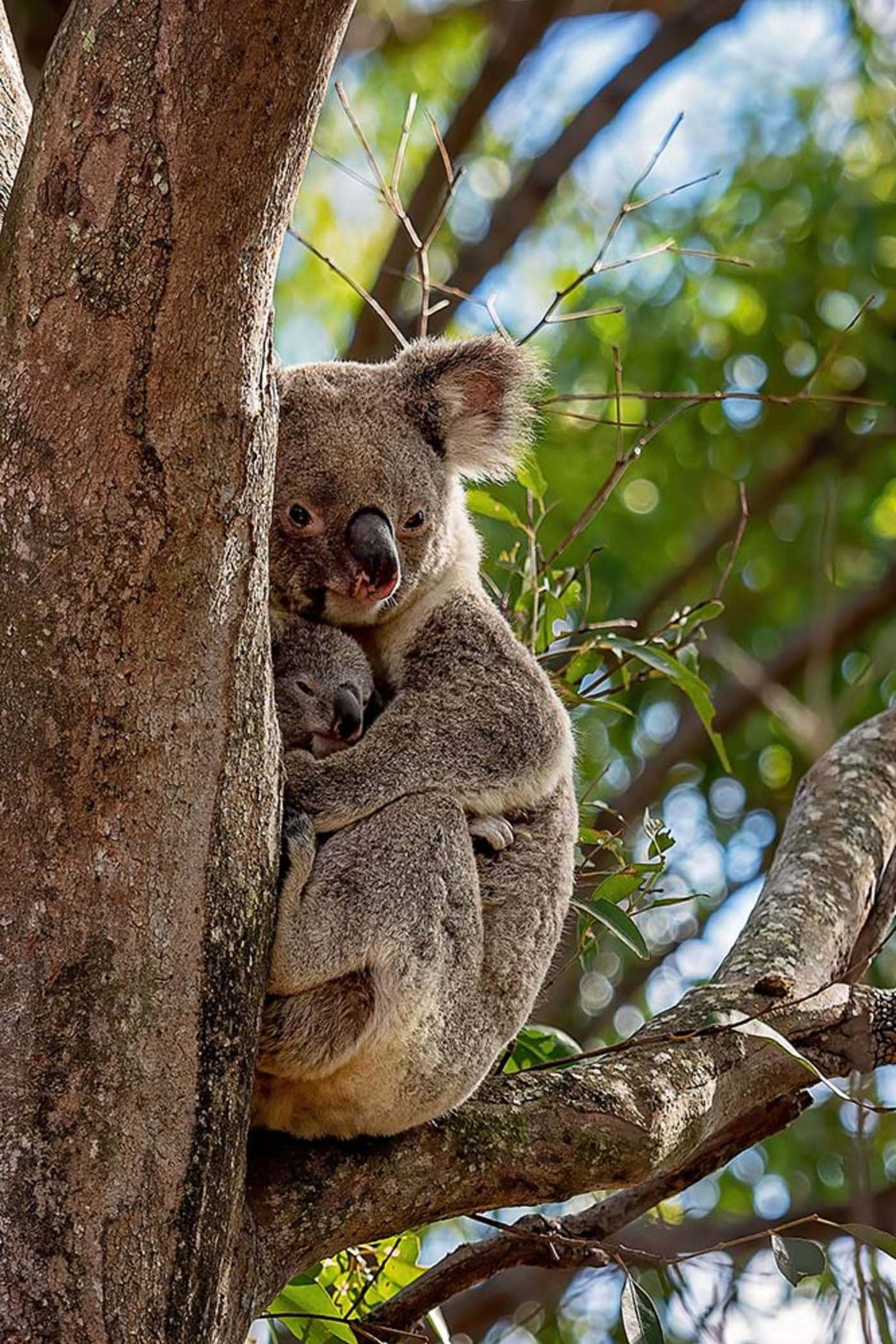 WWF-Australia – Save Koalas | Help Save Koalas | WWF Australia