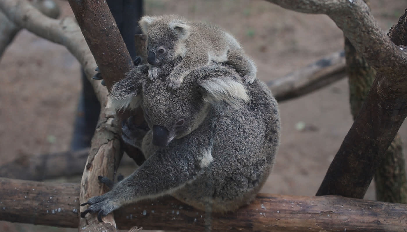 Koalas Forever - WWF-Australia | Koalas Forever | WWF Australia