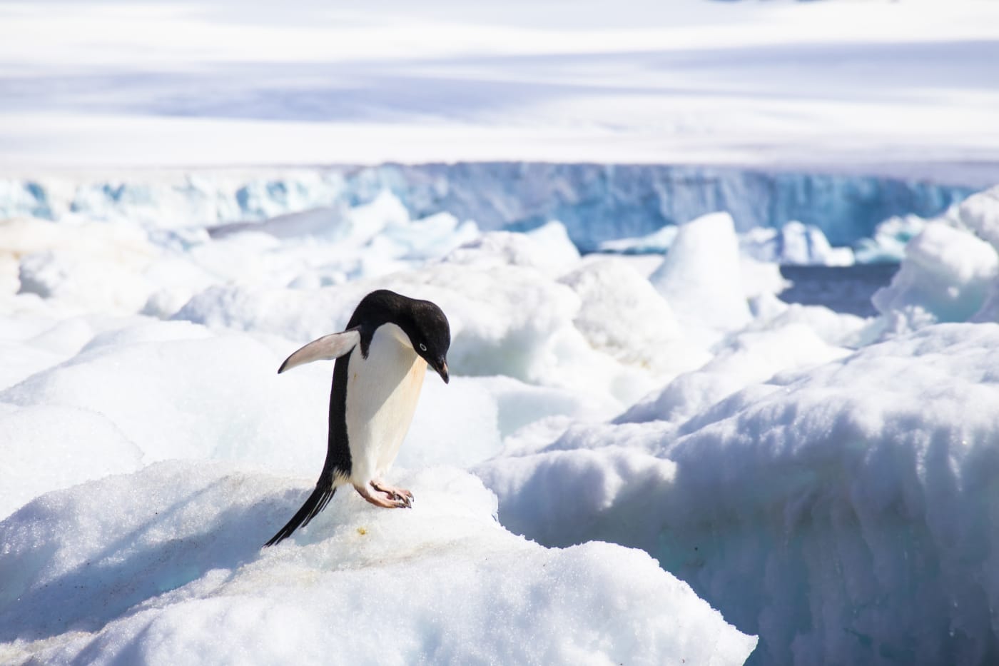 WWF Australia | Protecting Wildlife and their Habitat | | WWF Australia