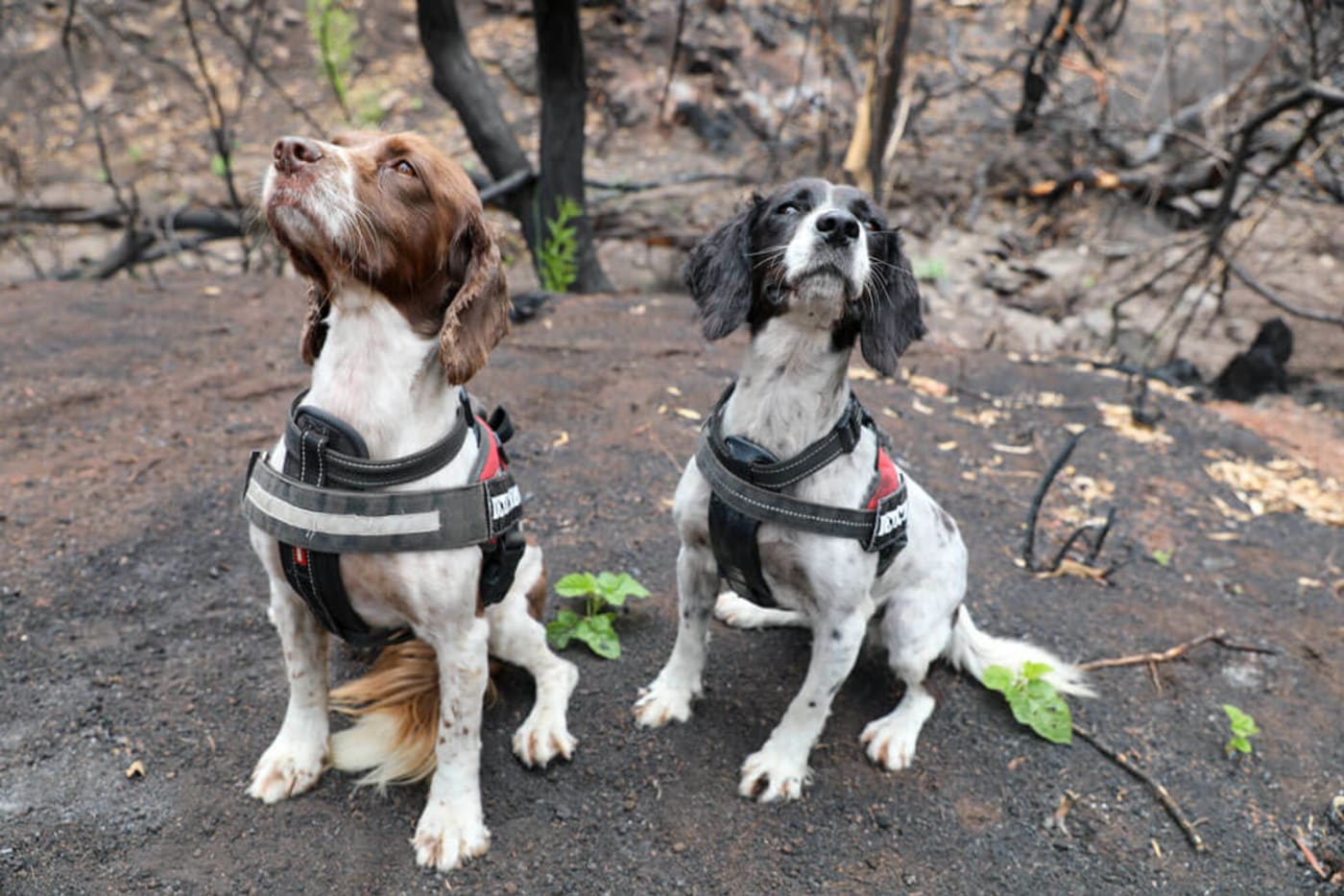 Detection dogs at work – WWF-Australia | Detection Dogs at work | WWF ...