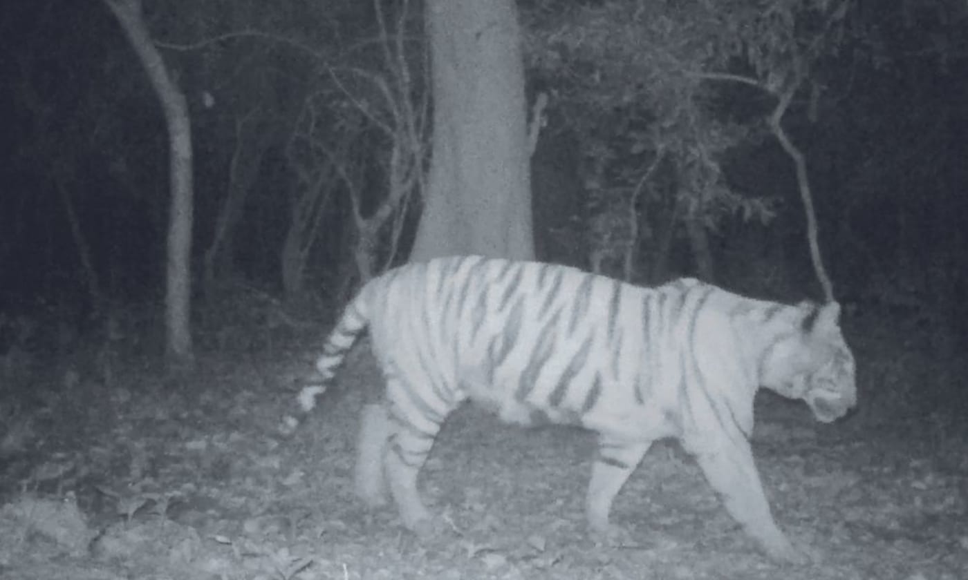 Tiger Milestone │ WWF-Australia | Tiger Milestone | WWF Australia