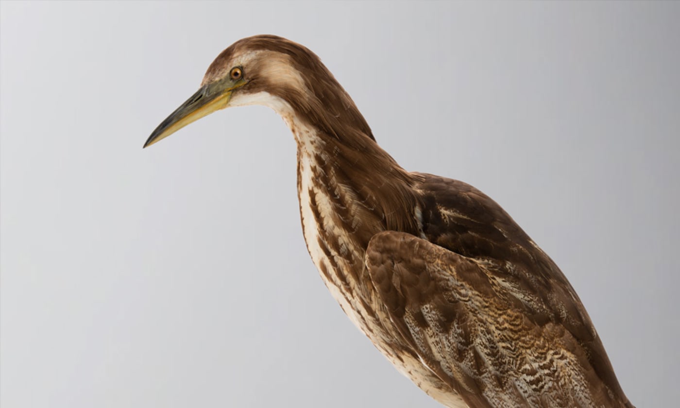 5 Culturally-significant animals you can discover in the My Backyard ...