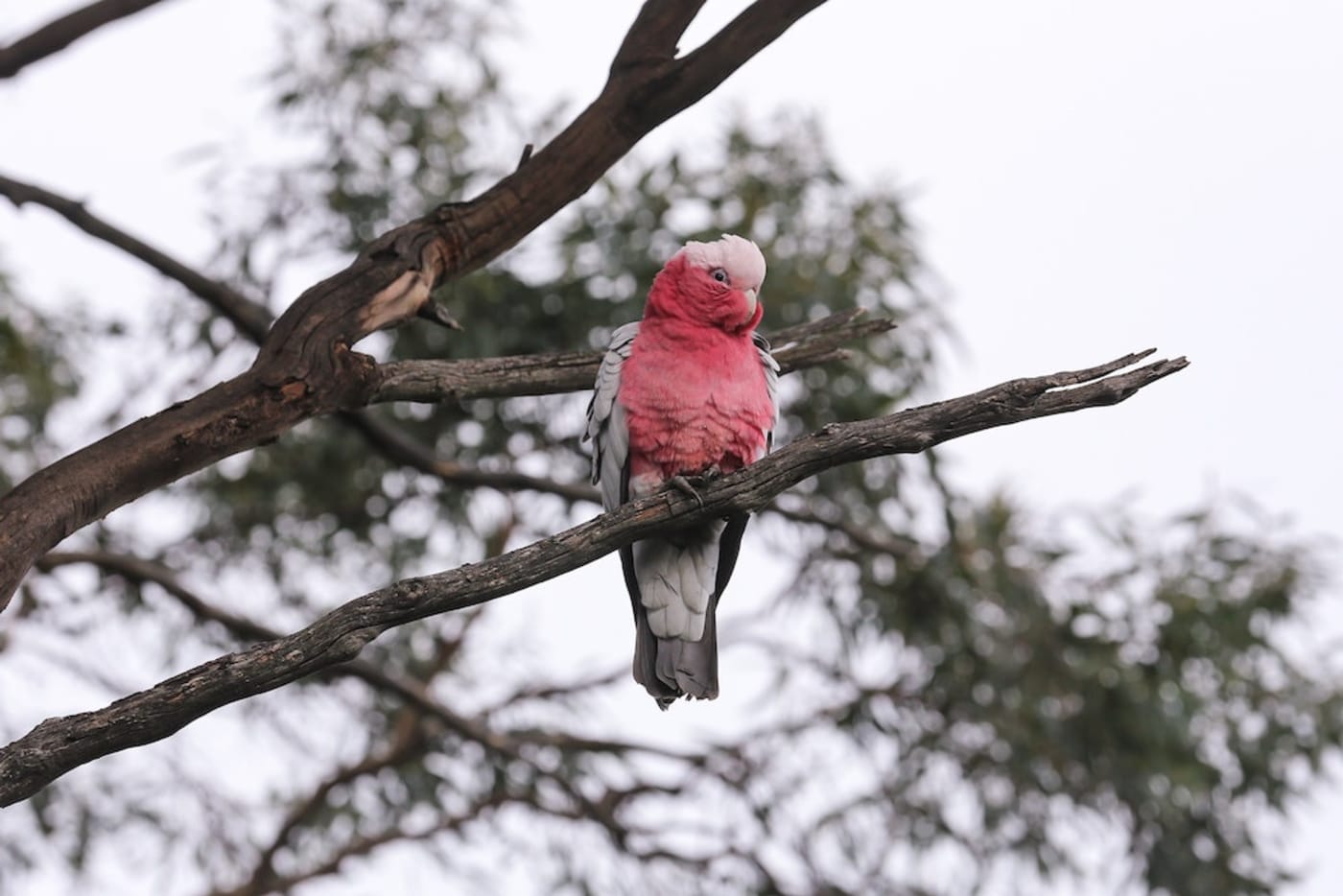 Who's got the passion for fashion: birds or the Met Gala? | WWF ...
