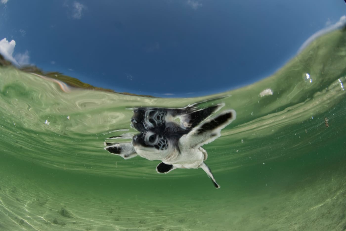 Green turtle | WWF Australia