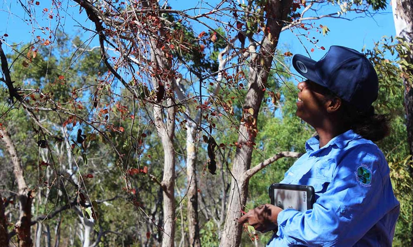 The strong women caring for country – WWF-Australia | The strong women ...