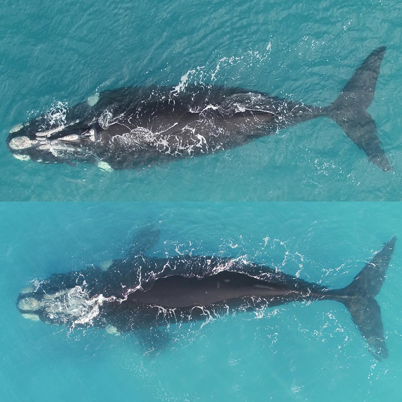 Drone pictures reveal the toll of raising young calves on whale mothers ...
