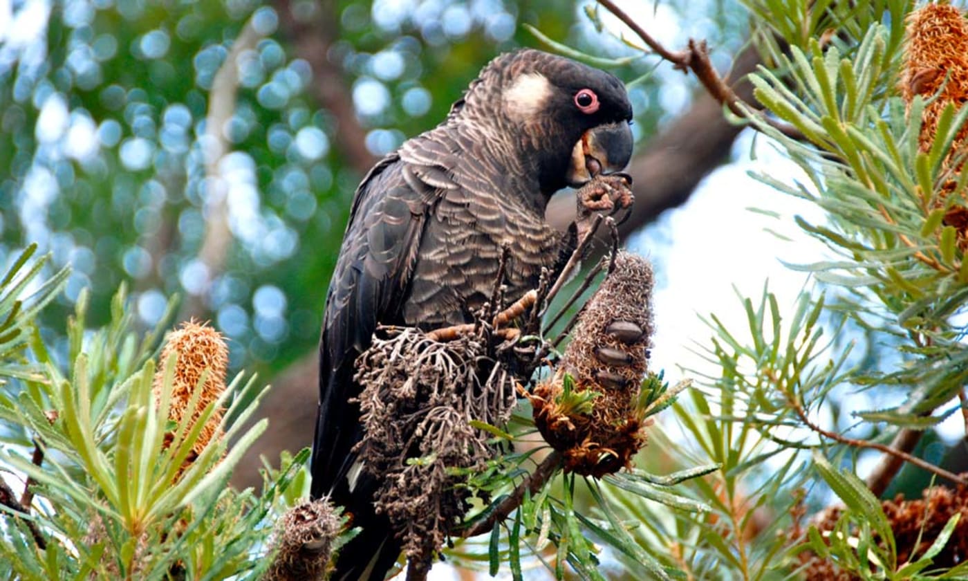 9 Australian native plants and trees to attract wildlife and bees to ...