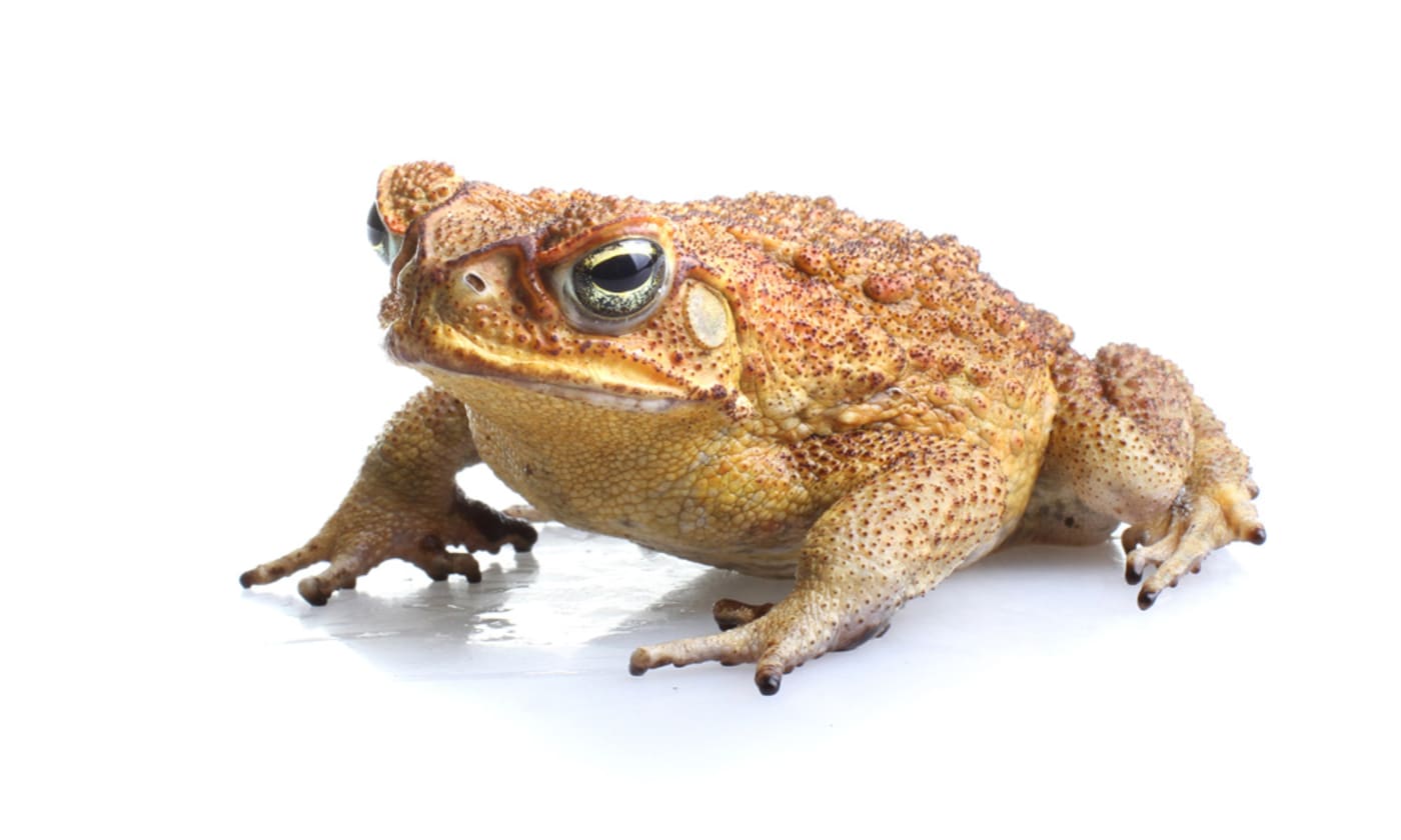 10 Facts about cane toads – WWF-Australia | 10 Facts about cane toads ...