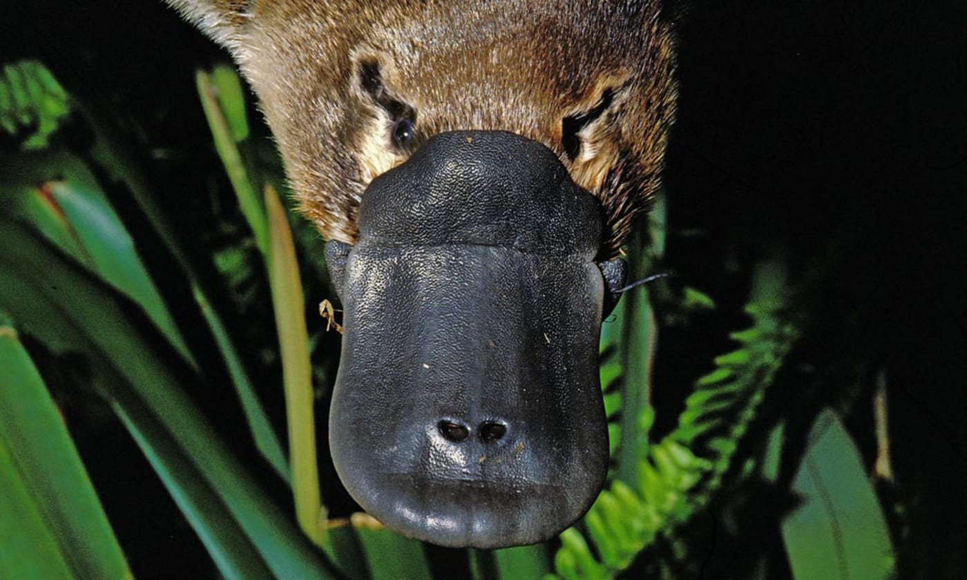 9 Interesting platypus facts | WWF-Australia | 9 Interesting platypus ...