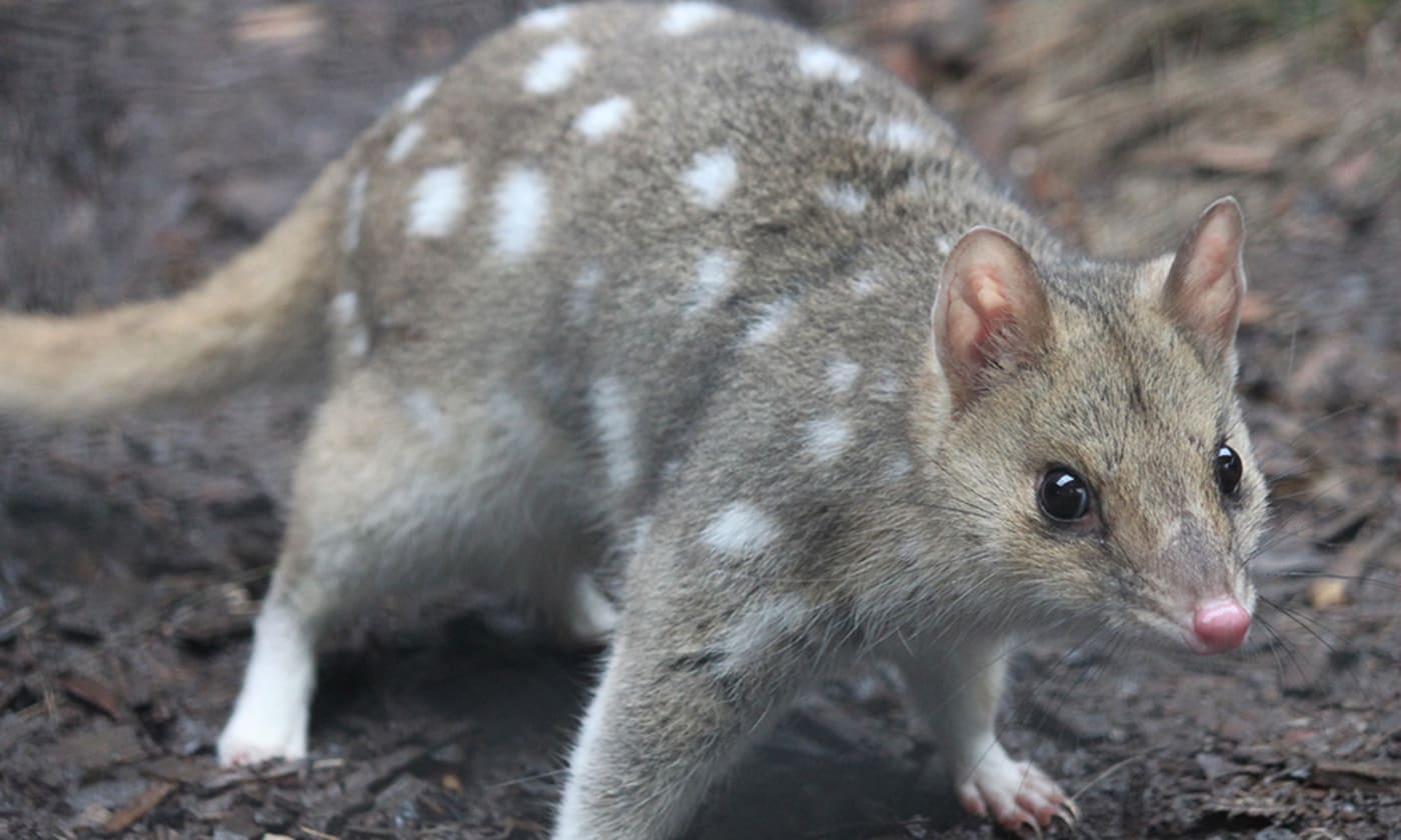 Eastern quoll | WWF Australia
