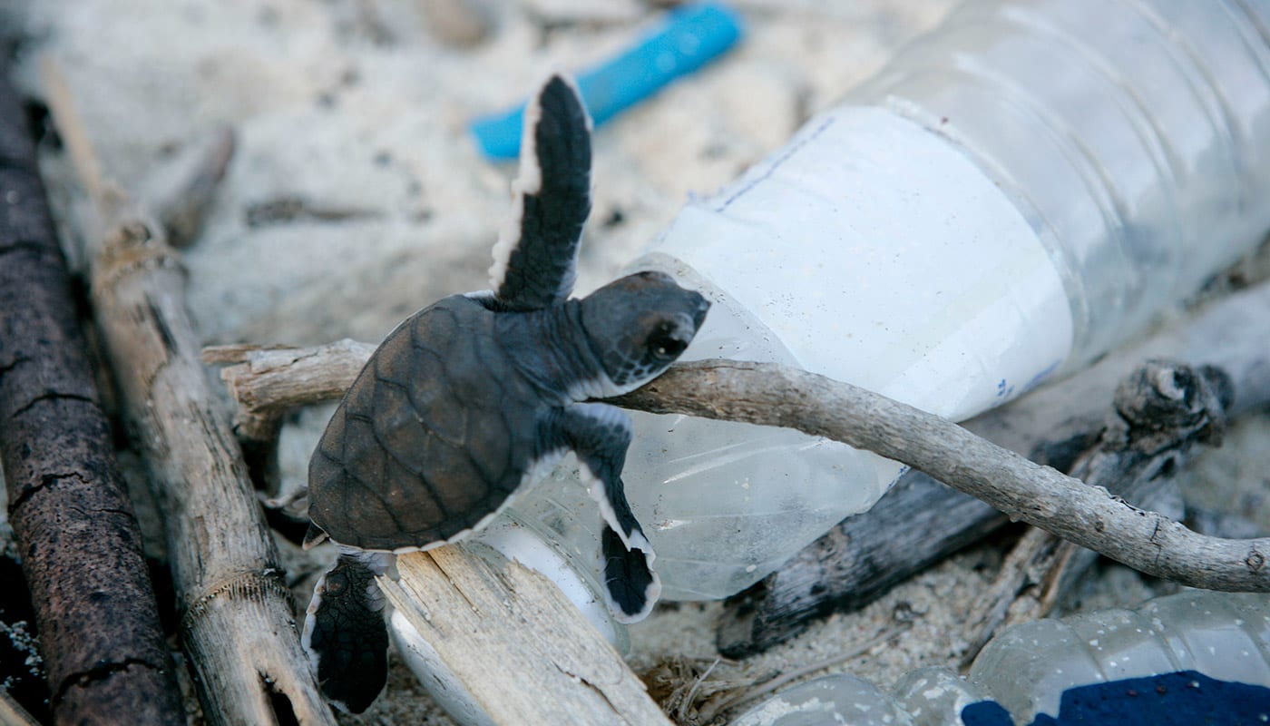 What do sea turtles eat? Unfortunately, plastic bags – WWF-Australia ...