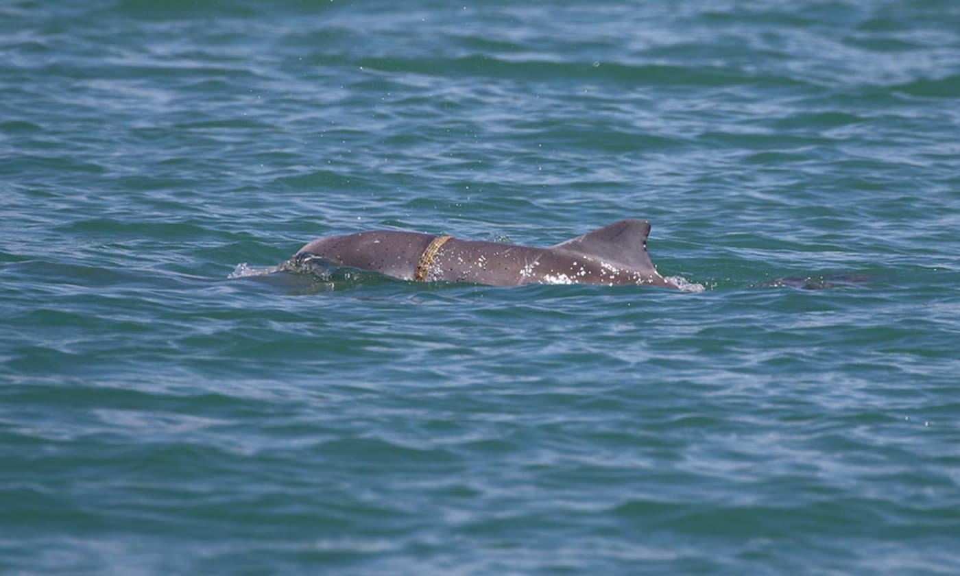Fears for baby dolphin marine debris wrapped around body – WWF | Fears ...