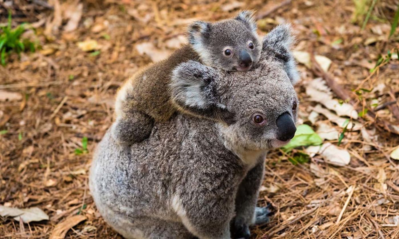 A cuddly cultural icon: the koala's enduring significance | WWF ...