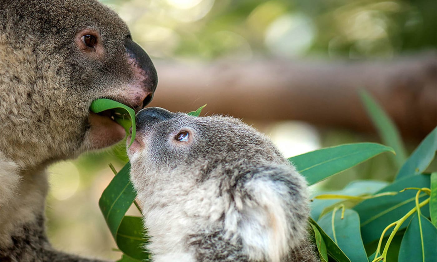 10 Interesting facts about koalas | WWF-Australia | 10 Interesting ...