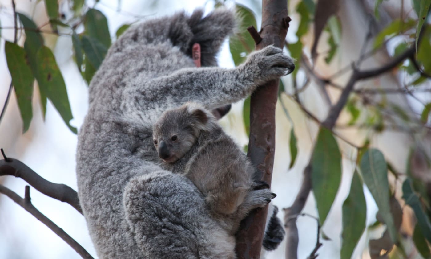 Why it’s crucial we ensure the koala bounces back from the summer of ...