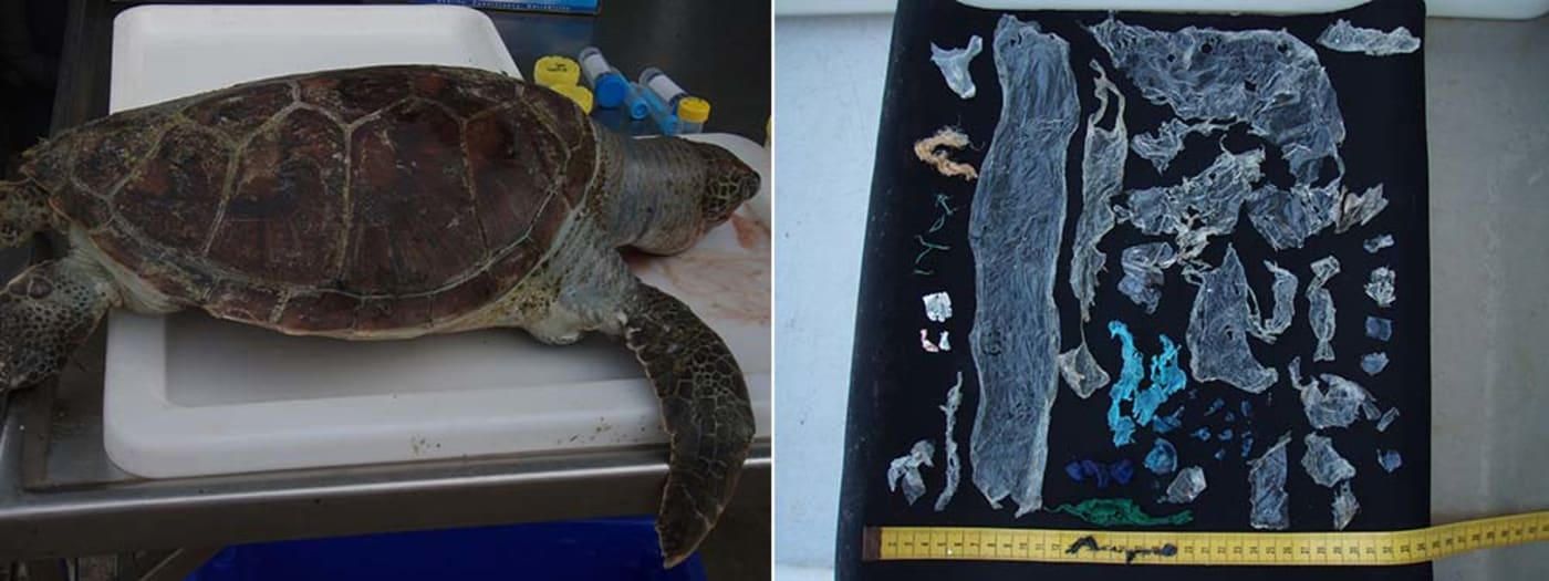 If bags last this long & kill species are the plastics commitments in ...