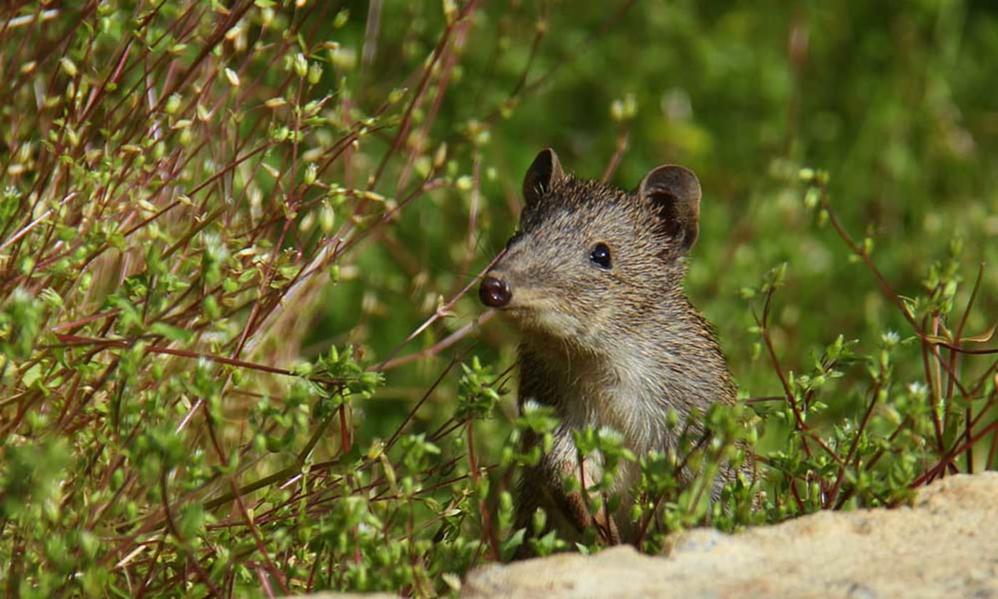 Beloved Burrowers: Digging their way into our hearts | WWF-Australia ...