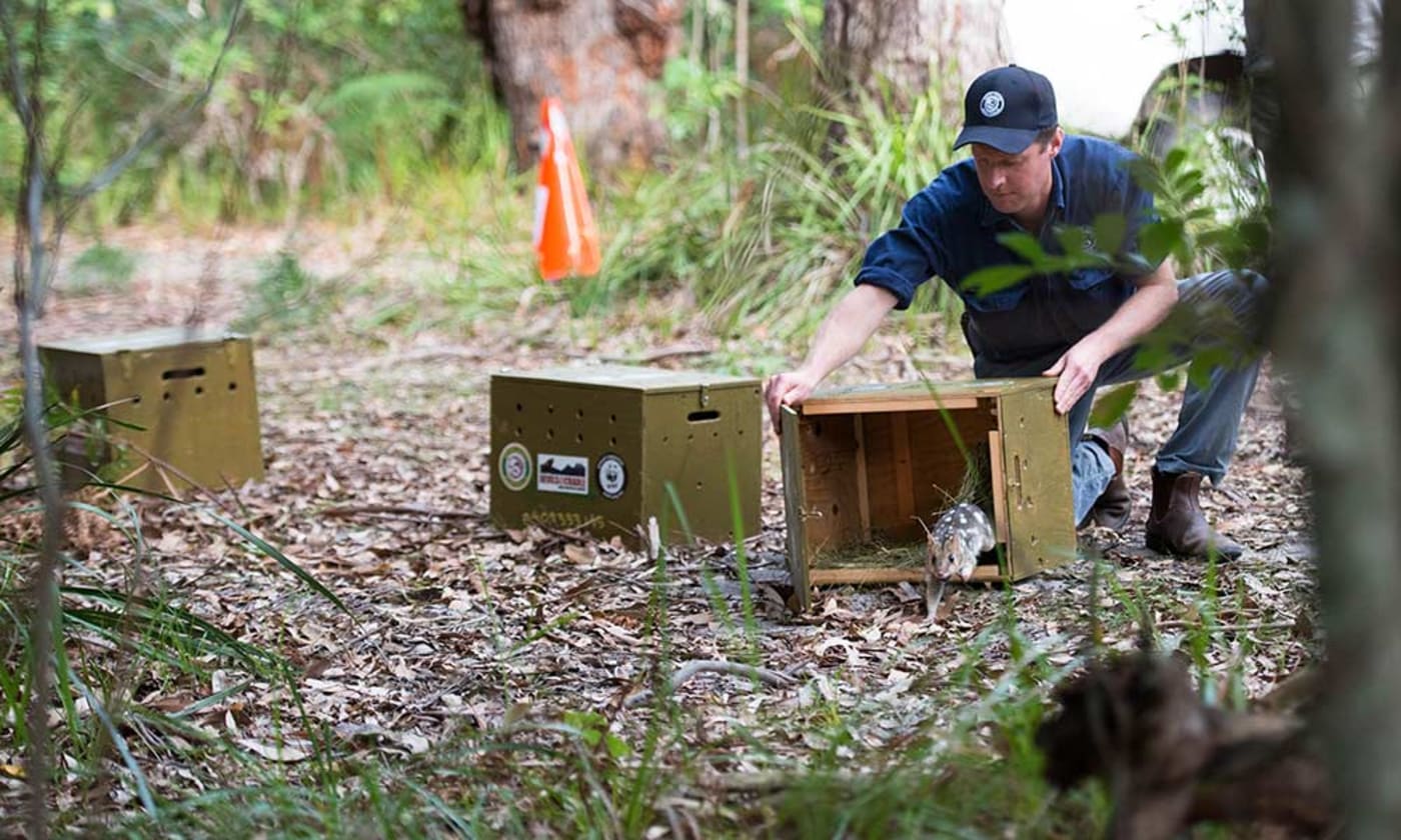 A quest for quolls | WWF-Australia | A quest for quolls | WWF Australia