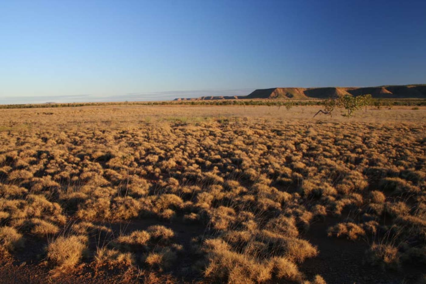 Bilby | WWF Australia