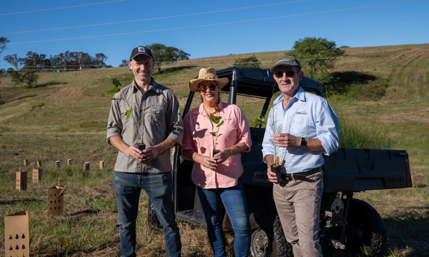 Koala Corridors: A pathway to reconnection – WWF-Australia | Koala ...