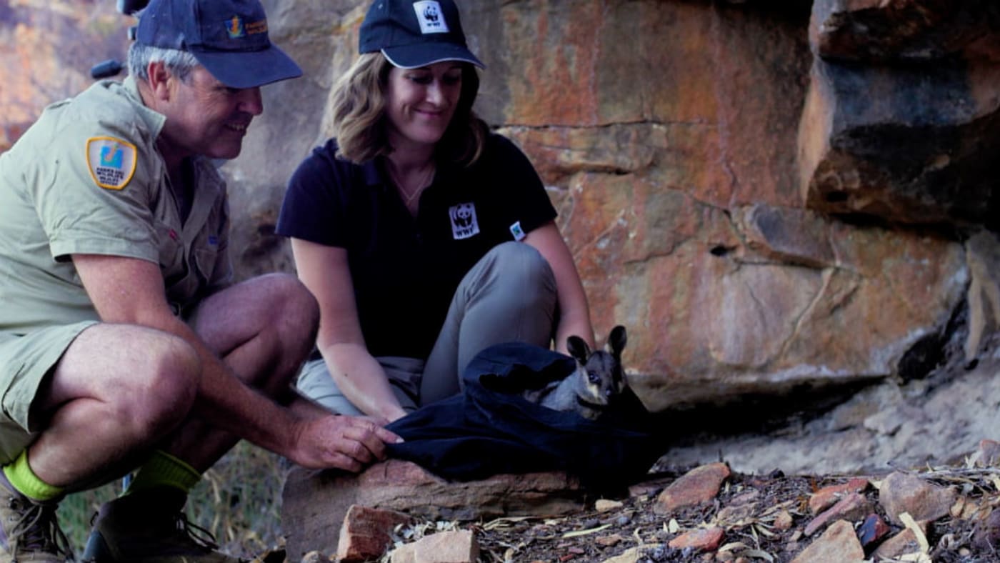 From the Wheatbelt to the Wild: More Black-flanked Rock-wallabies ...